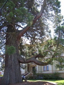 Captain Flavel Trees - Oregon Travel Information Council