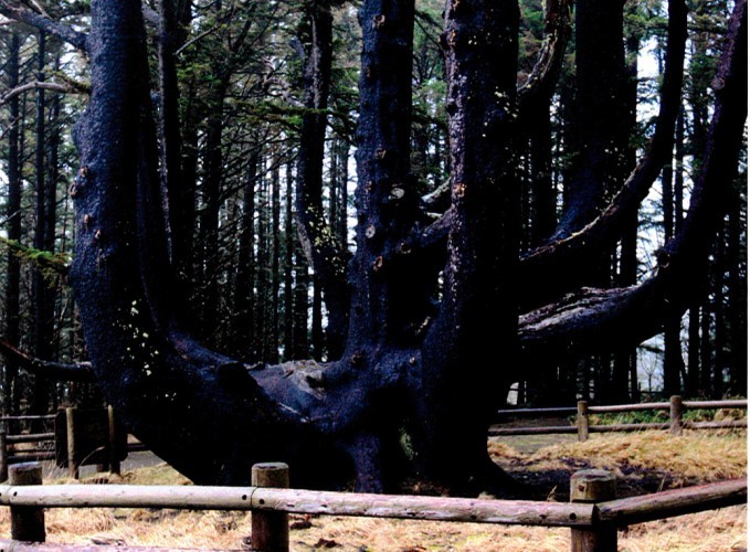 Octopus Tree - Oregon Travel Information Council