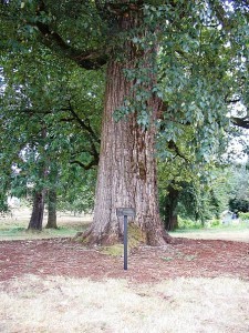 Riding Whip Tree - Oregon Travel Information Council