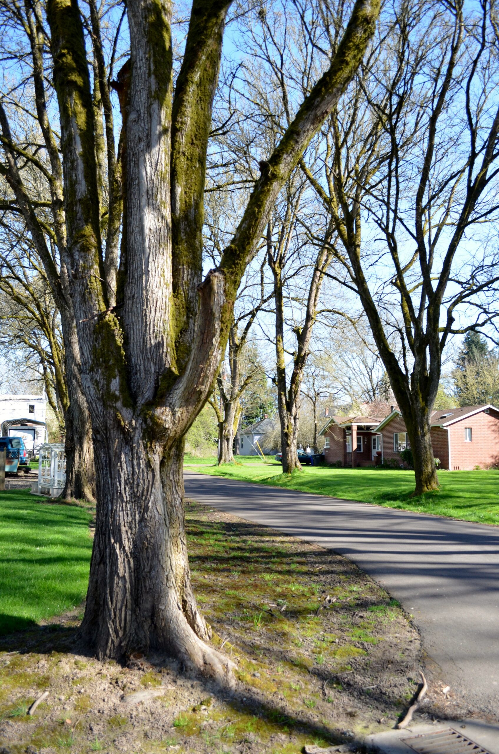 Heritage Tree Details - Oregon Travel Information Council