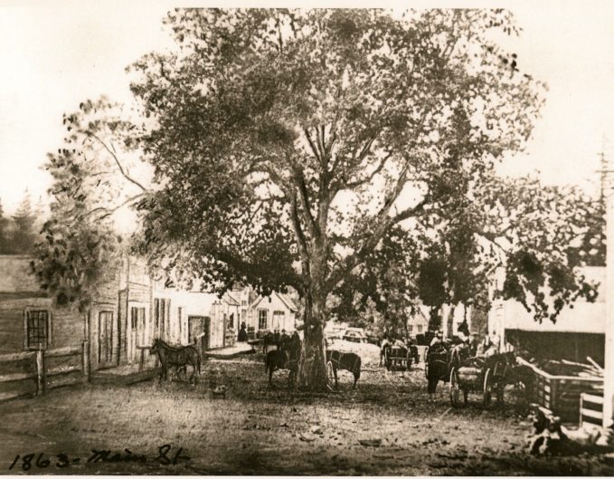 Gone but not forgotten - tree memorials - Oregon Travel Information Council