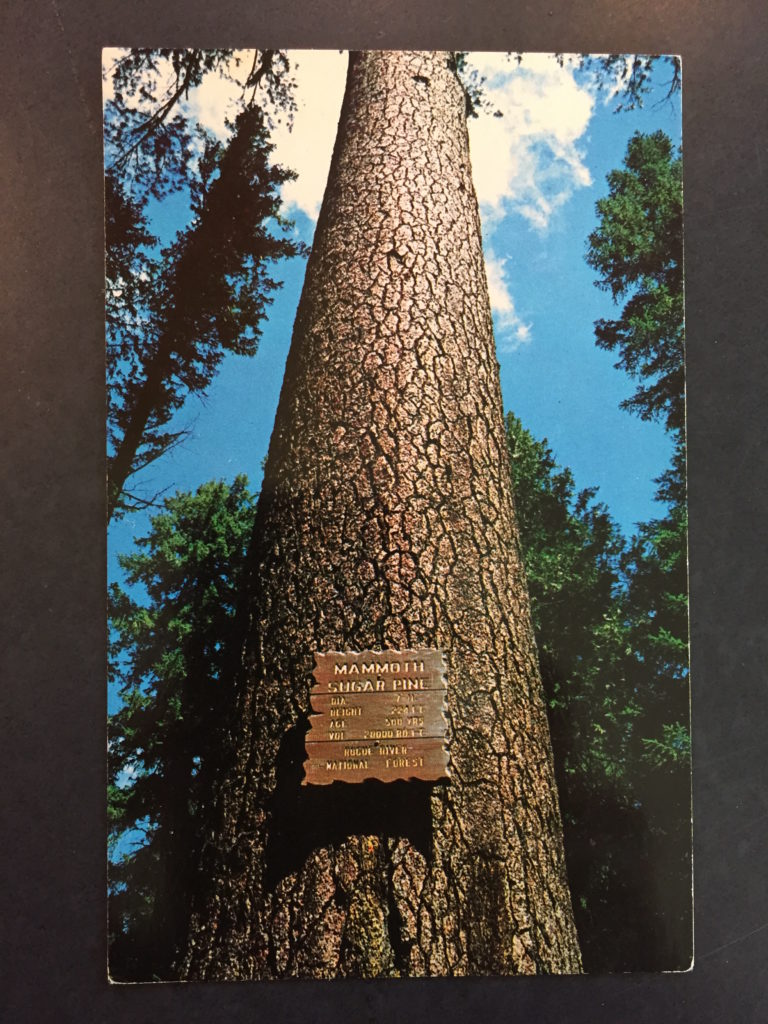 Gone but not forgotten - tree memorials - Oregon Travel Information Council