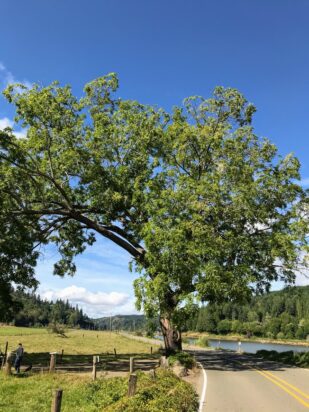 Heritage Tree Details - Oregon Travel Information Council