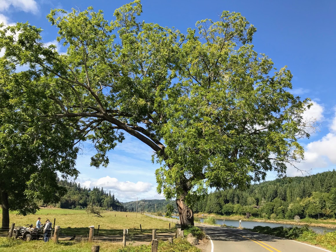 Smith Farm Walnut - Oregon Travel Information Council