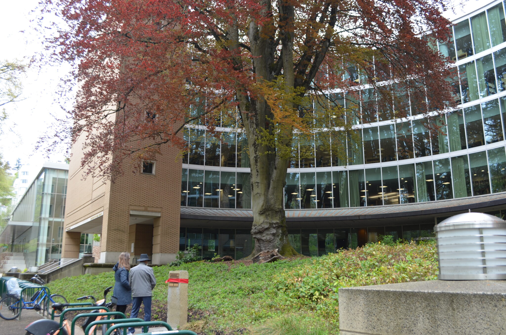 PSU Copper Beech - Oregon Travel Information Council