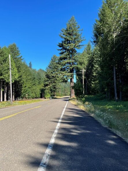 Heritage Tree Details - Oregon Travel Information Council