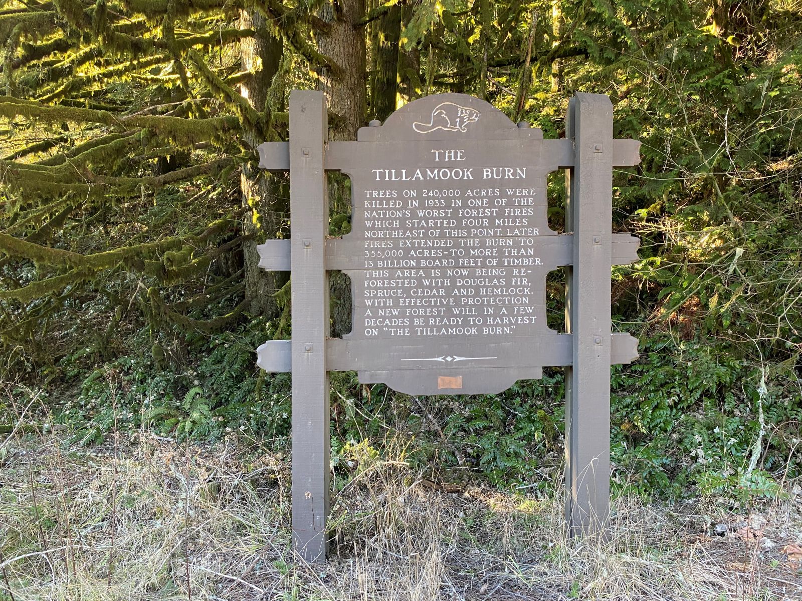 Tillamook Burn - OR6 - Oregon Travel Information Council