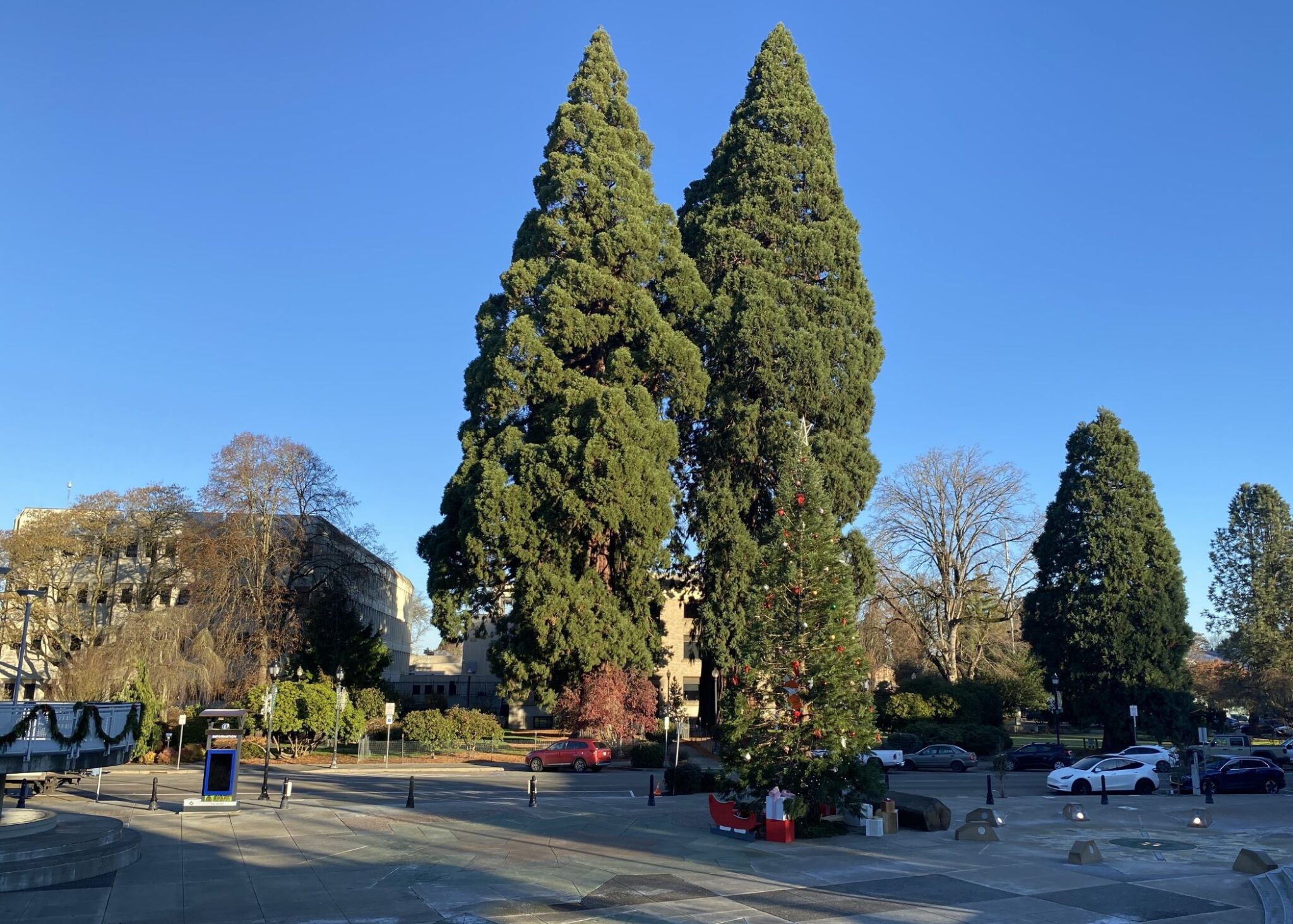 Courthouse Square Giant Sequoias - Oregon Travel Information Council