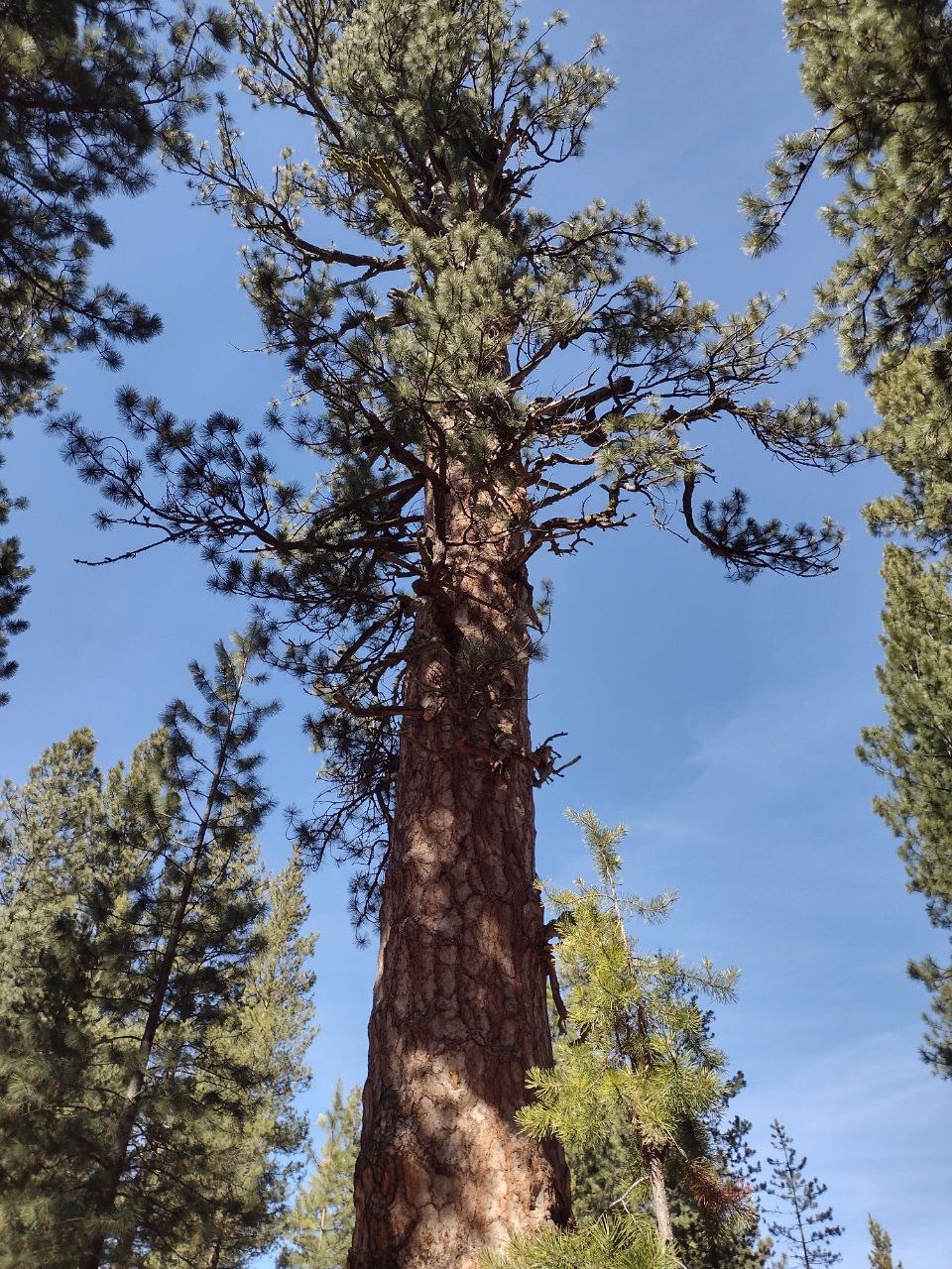 Big Tree - Oregon Travel Information Council