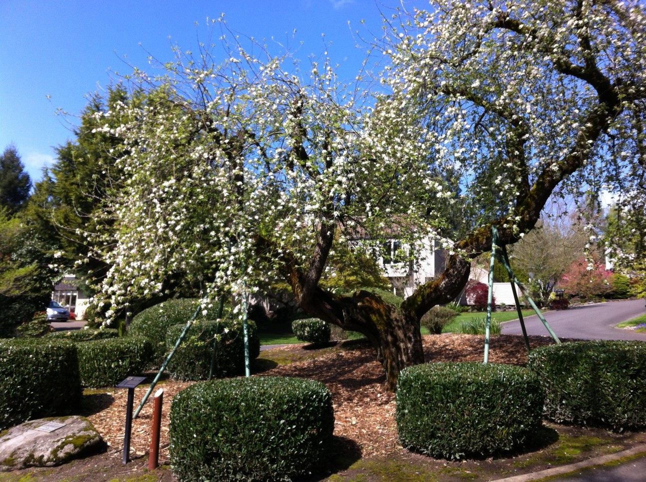 Dosch Yellow Bellflower Apple - Oregon Travel Information Council