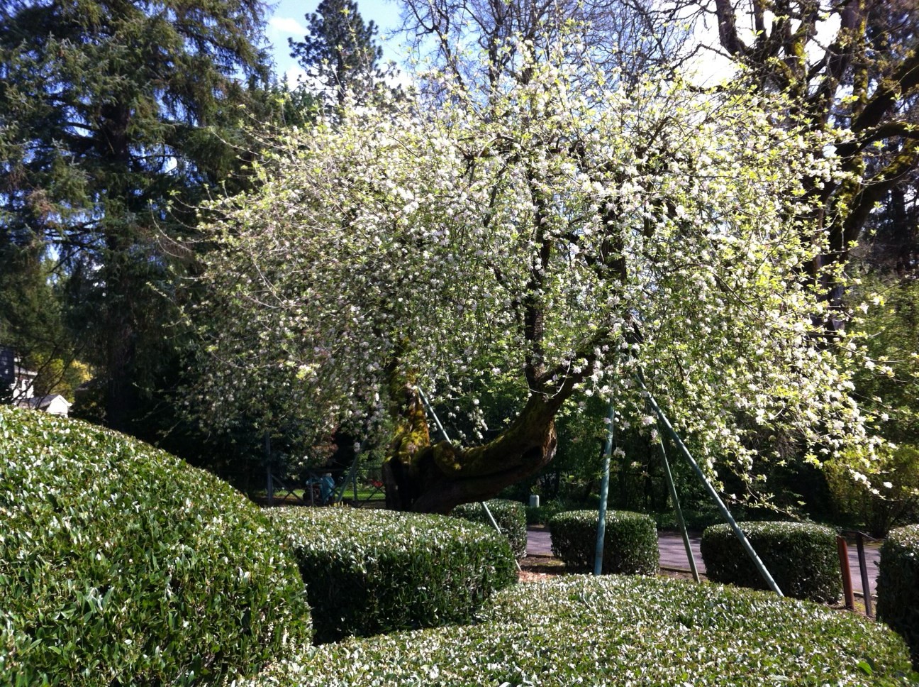 Dosch Yellow Bellflower Apple - Oregon Travel Information Council