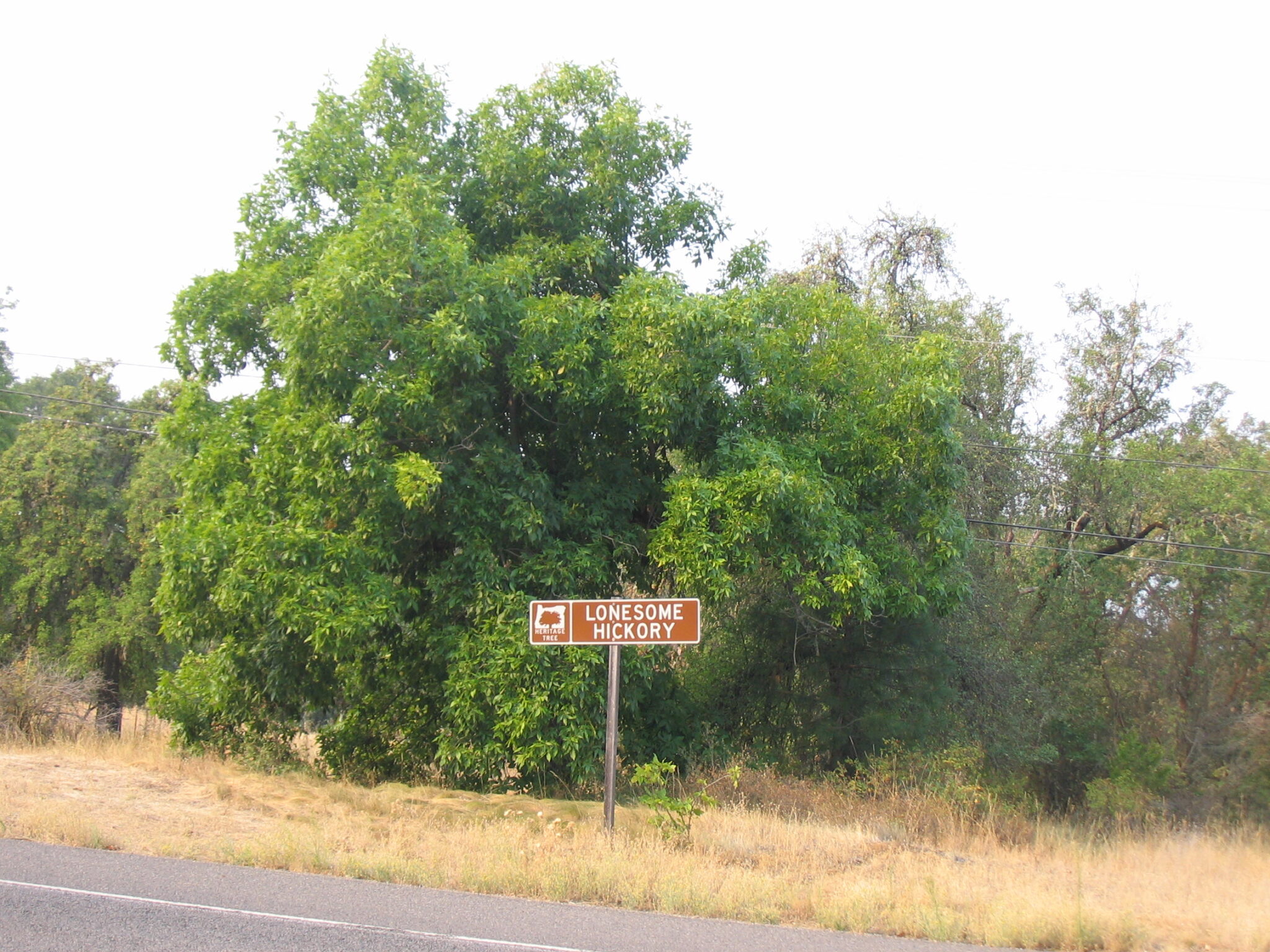 Lonesome Hickory - Oregon Travel Information Council