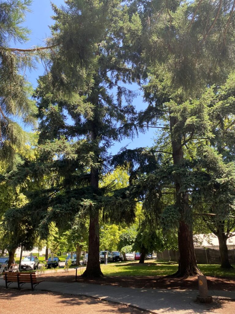 Moon Tree - Oregon Travel Information Council