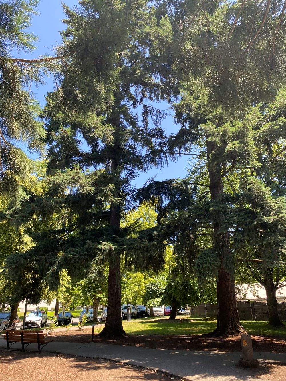 Moon Tree - Oregon Travel Information Council