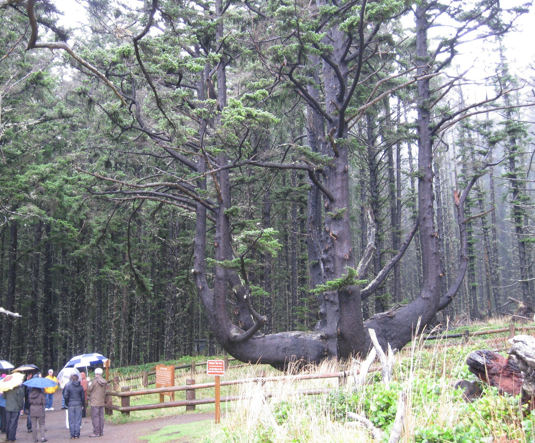 Octopus Tree - Oregon Travel Information Council