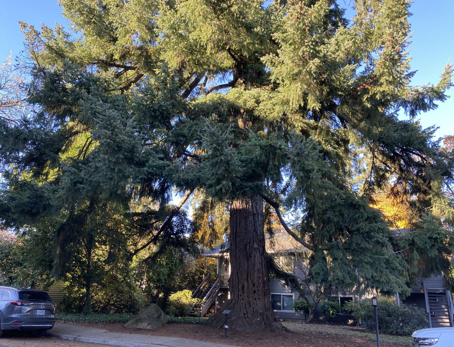 Peg Tree - Oregon Travel Information Council