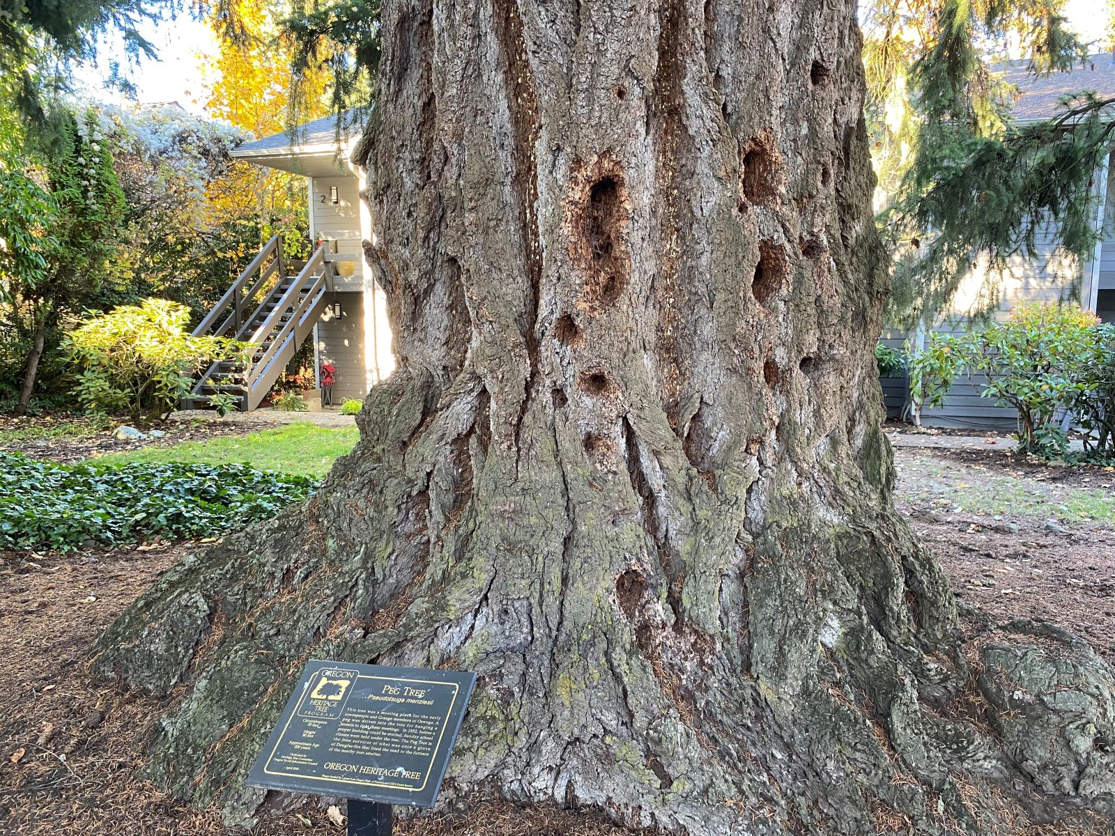 Peg Tree - Oregon Travel Information Council