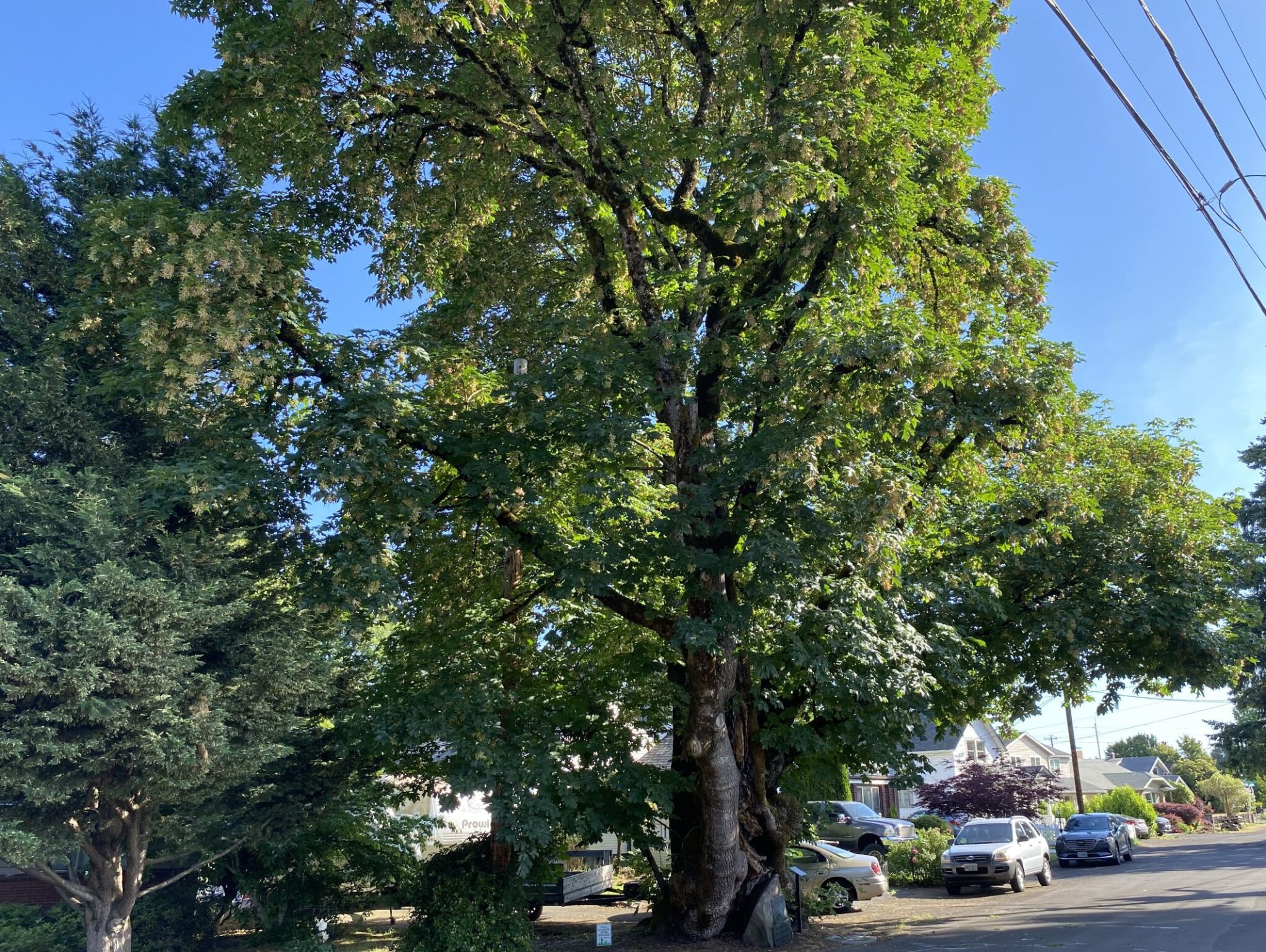 Pow-Wow Tree - Oregon Travel Information Council