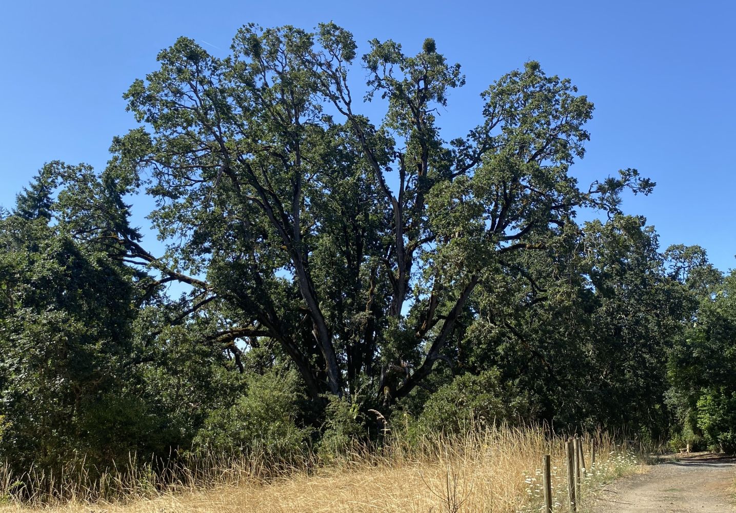 Signature Oak back OTIS - Oregon Travel Information Council