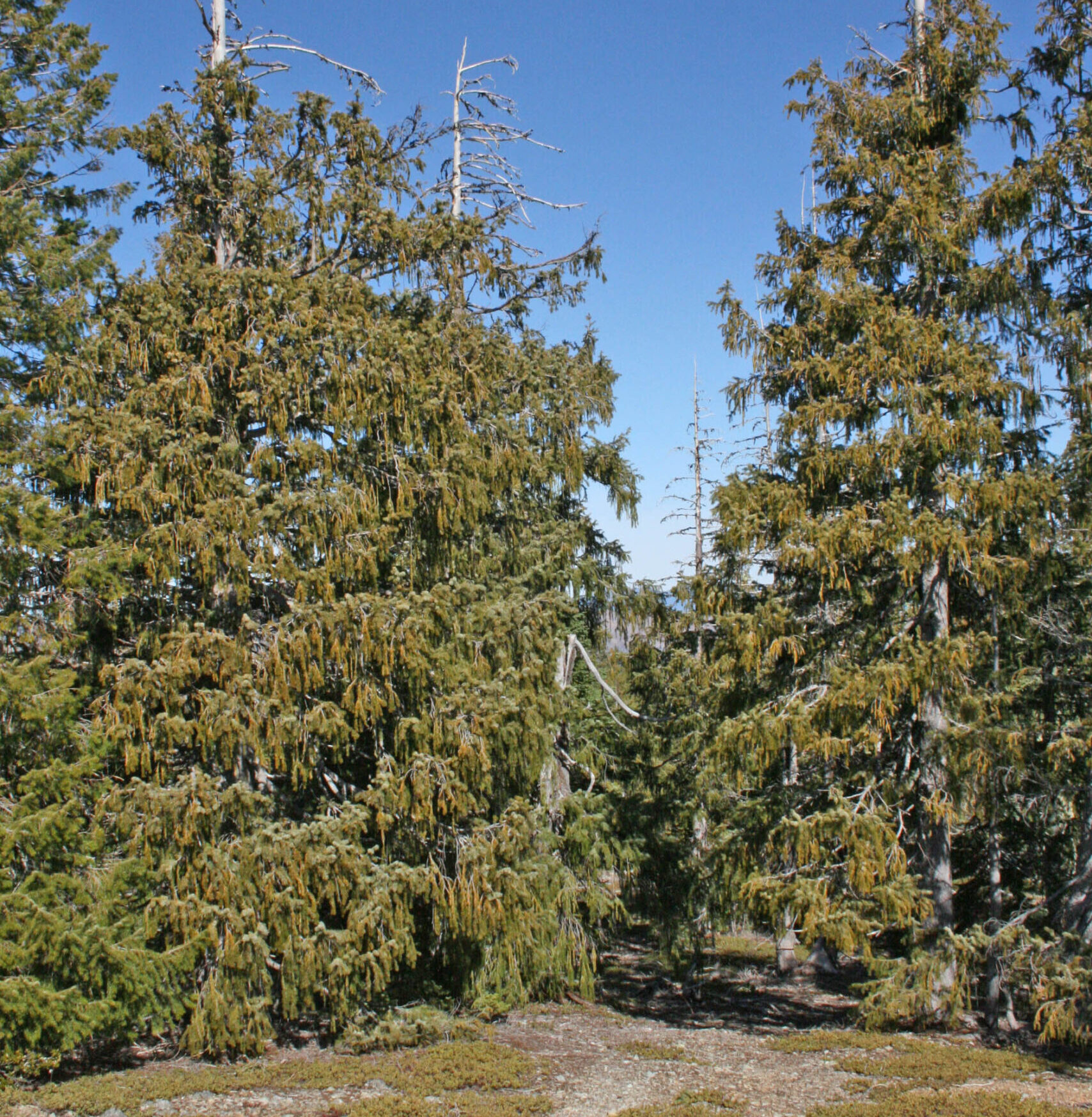 TJ Howell Brewer Spruce - Oregon Travel Information Council