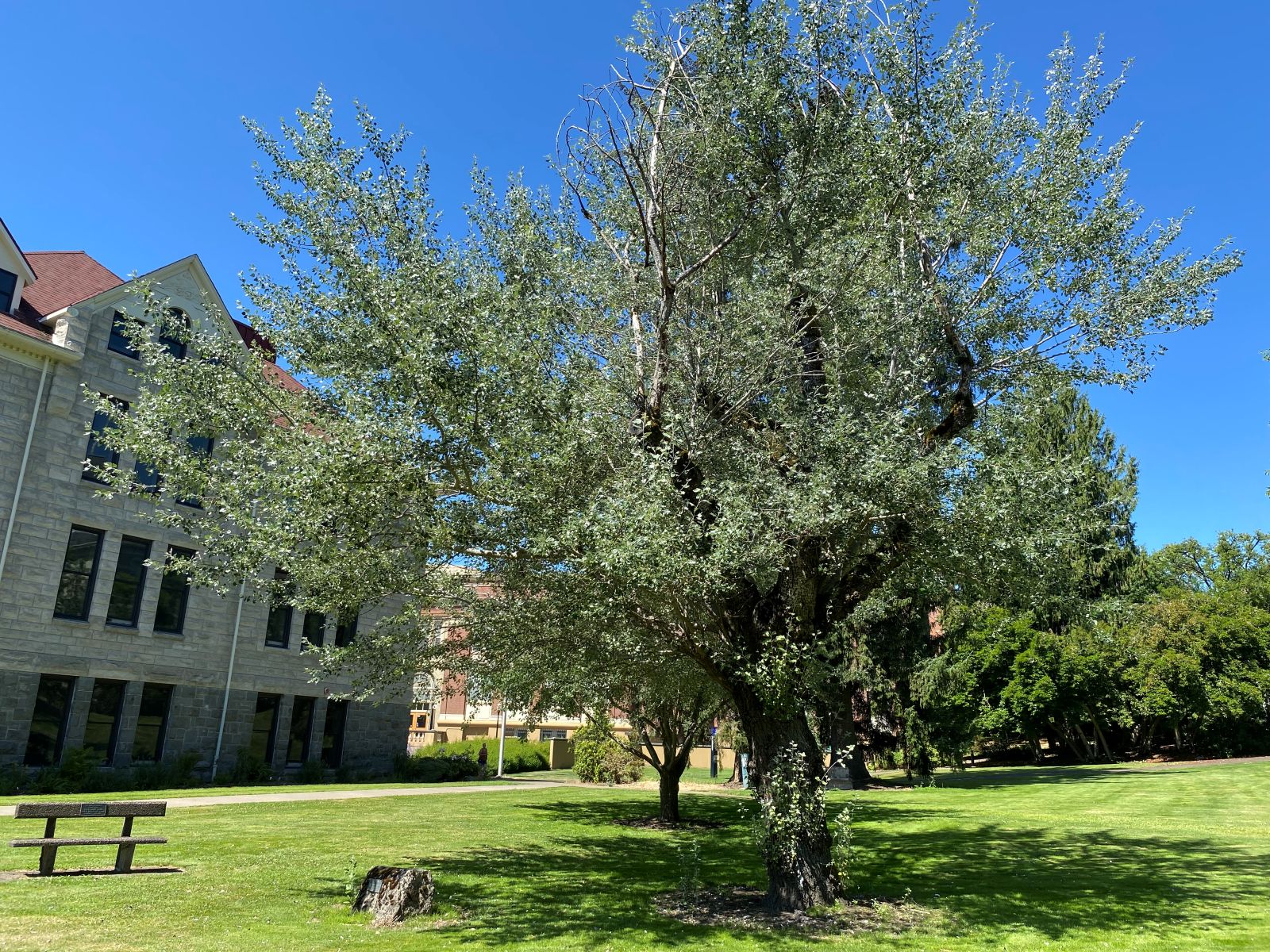 trysting tree web - Oregon Travel Information Council